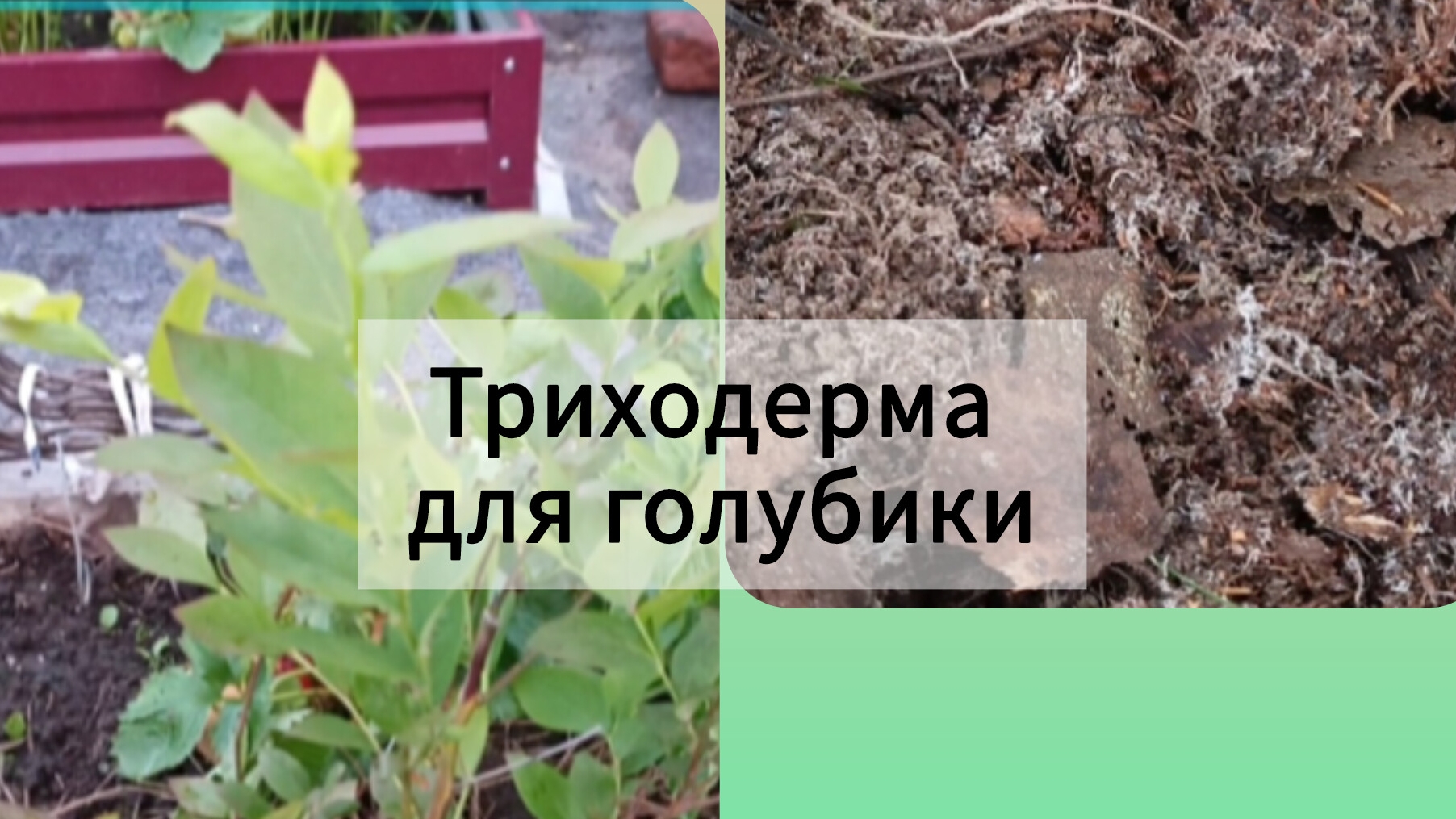 Триходерма для голубики