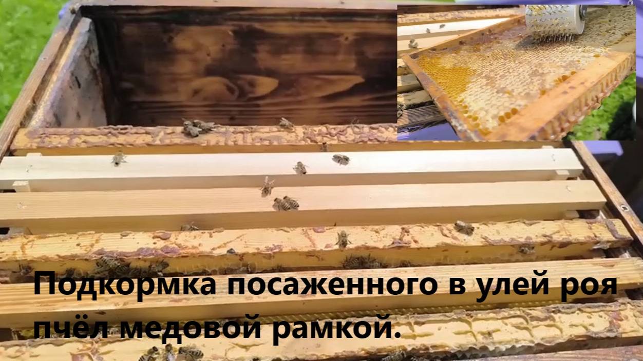 Подкормка пересаженного в улей роя пчёл медовой рамкой. Процесс подкормки роя пчёл. #пчелы #пасека
