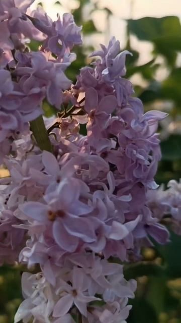 Сирень Андрюша Громов