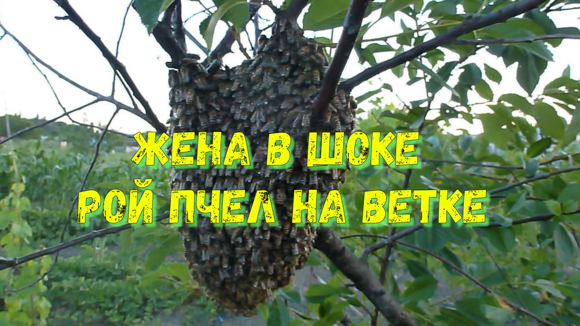Рой Пчел На Ветке Вишни