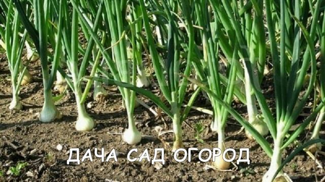 Чтобы лук стал сочным и сладким