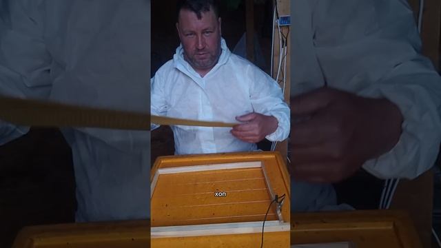 как навощить рамку #пасека #пчеловодство #пчеловод #пчёлы #мёд #соты #apiary #beekeeping #наващивани