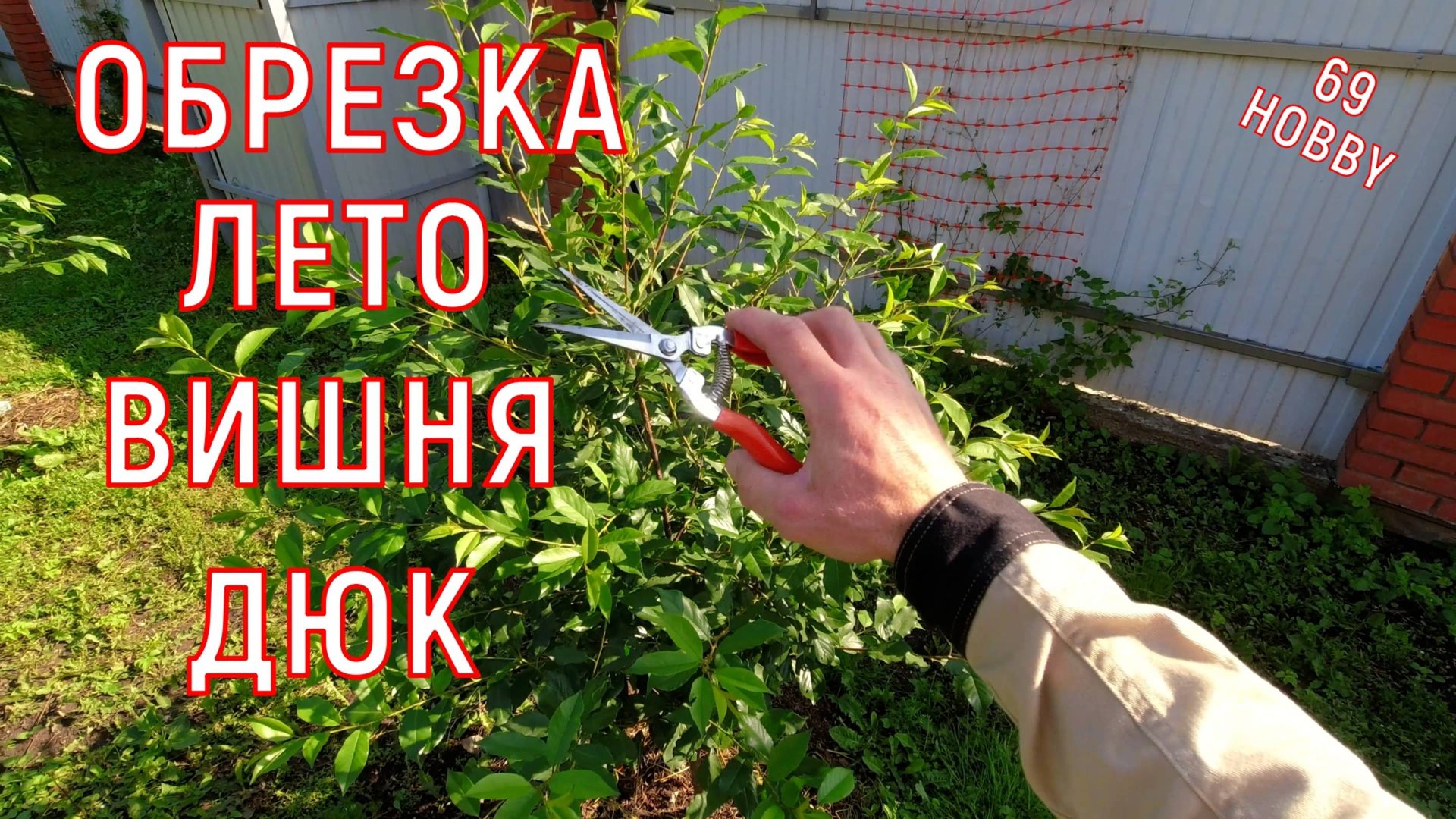 Летняя обрезка ДЮКа и вишни! Трёхлетки! 4 примера! Что режем и зачем