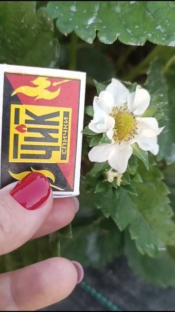 У крупноплодных сортов и цветы крупные