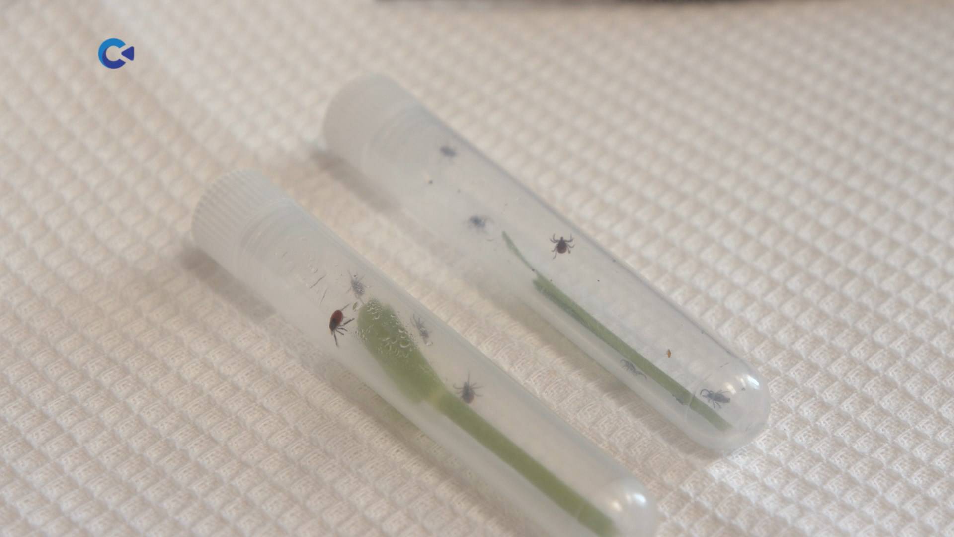 «Пульс региона»: Атака клещей