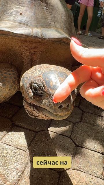 Наталия Иванова – Муайен