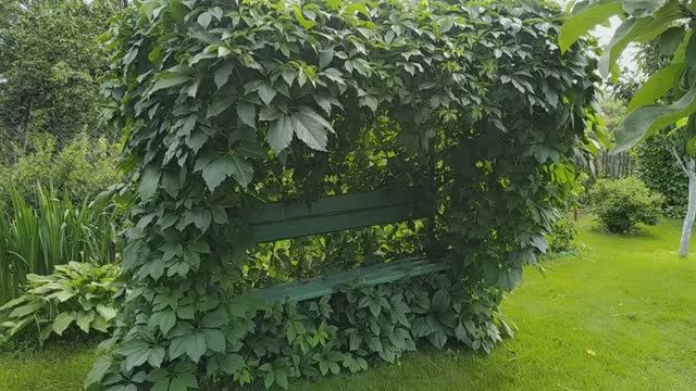 Сад. Вечер. 24.06.2025