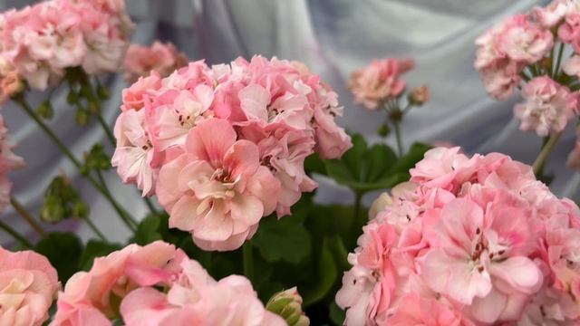 Пеларгония DiaZ Arogansija (ДИАЗ АРОГАНЗИЯ). Обзор сорта.