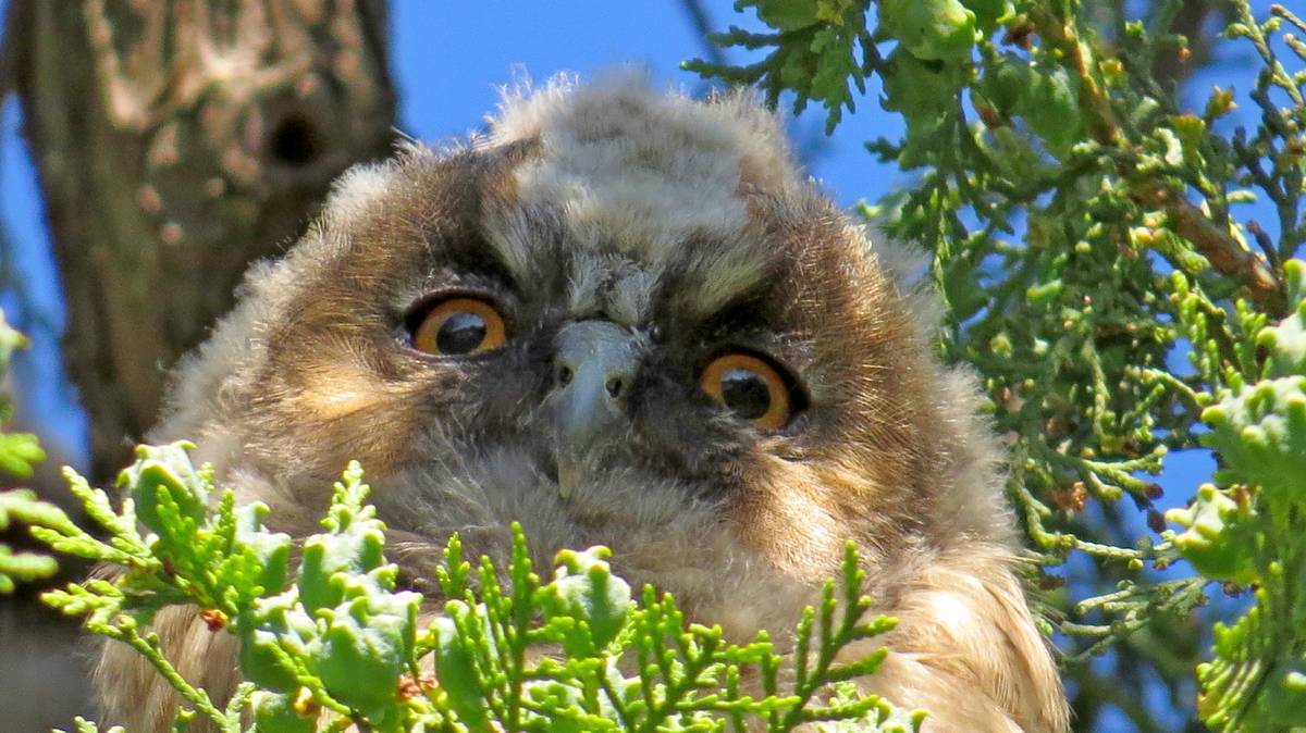 Семейство ушастых сов с птенцами.