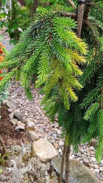 Ель сербская Баттермилк Фоллс ( Picea omorika Buttermilk Falls ).