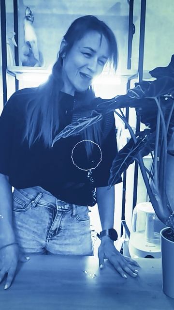 Размножение/омоложение АЛОКАЗИЙ | Полное видео уже на канале #plants #alocasia #алоказия