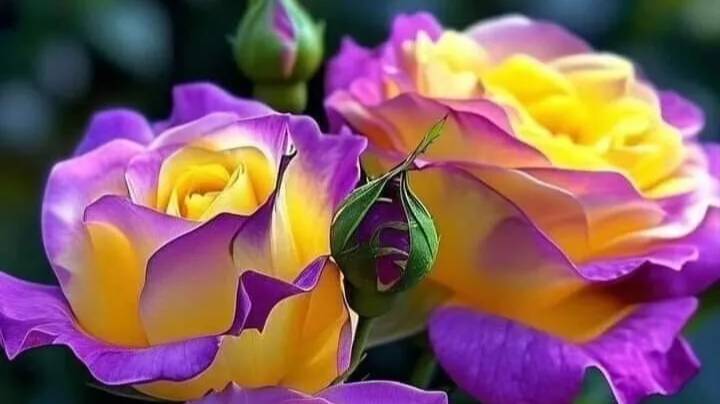 ИЮЛЬ--СТРЕЛЕЦ(астро)