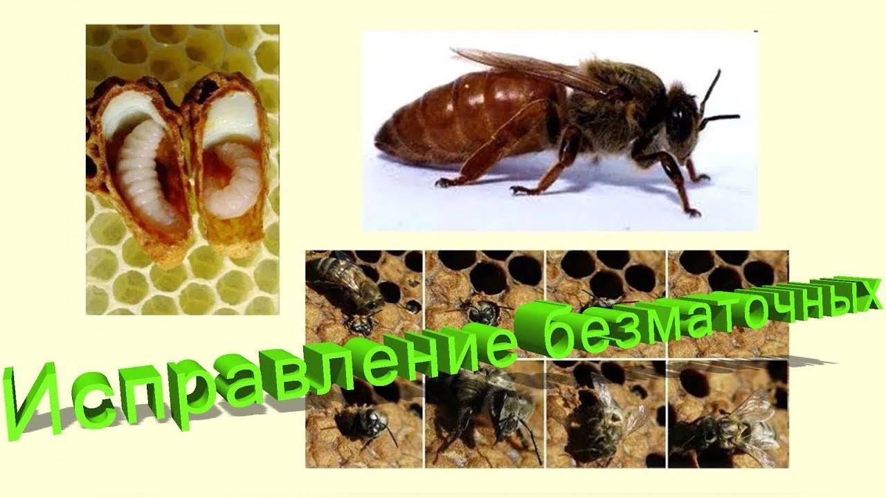 Спасение безматочной семьи: Советы профессора Кашковского