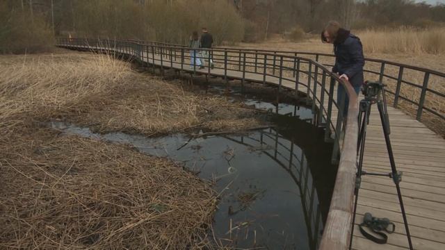 Все в лес: по щучьему велению