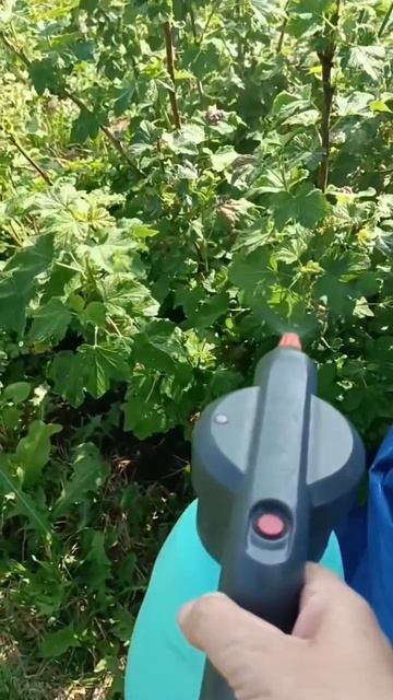 Обработка смородины от тли