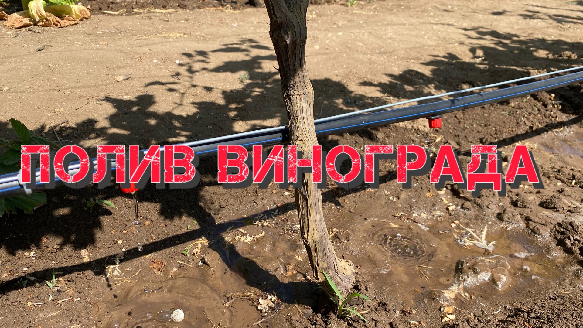 Полив винограда