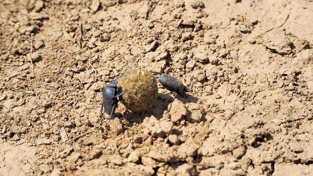 Жуки скарабеи дружно катают навозный шарик