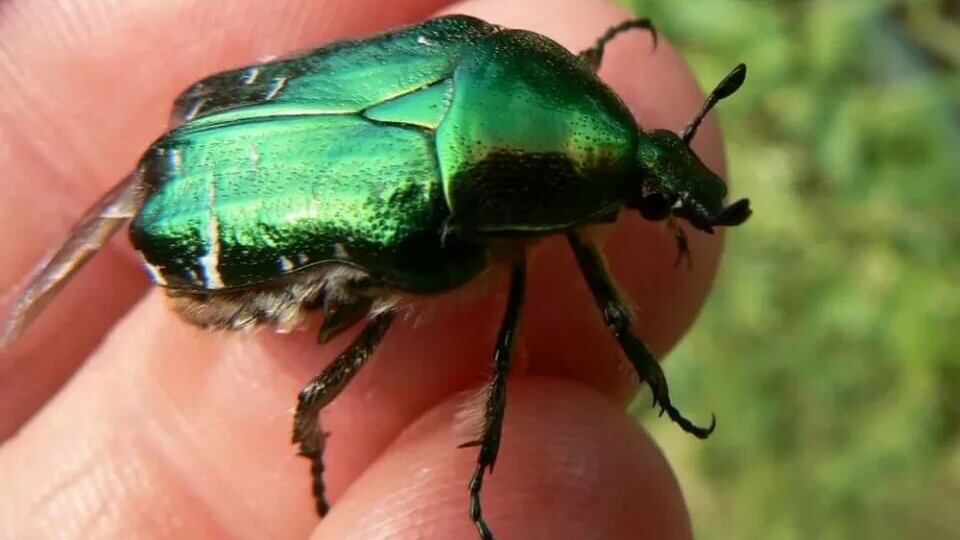 ОЙ МАМА КТО ЭТО