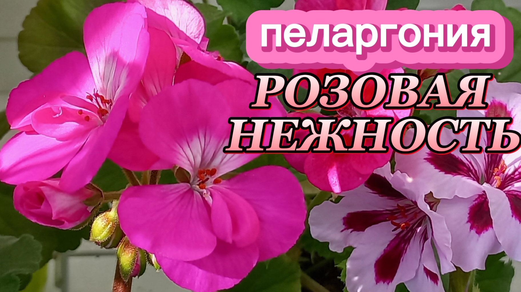 ПЕЛАРГОНИЯ.
Розовая нежность.