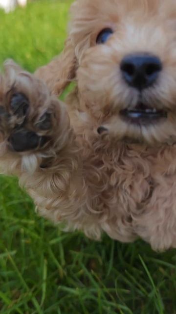 Знакомьтесь, это Мая, теперь она будет часто появляться в моих постах.