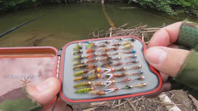 Нимфа фазан тейл