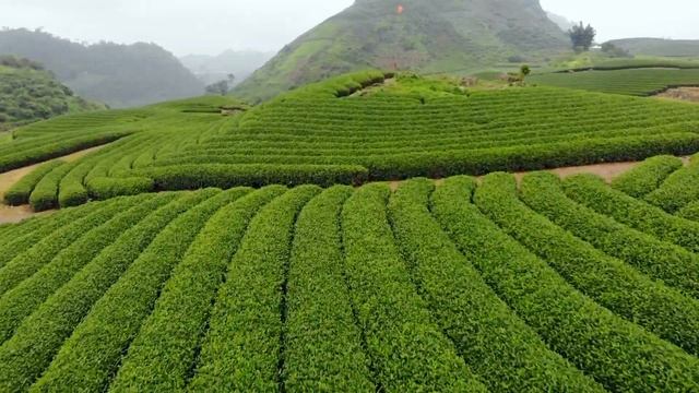 Какой чай полезнее