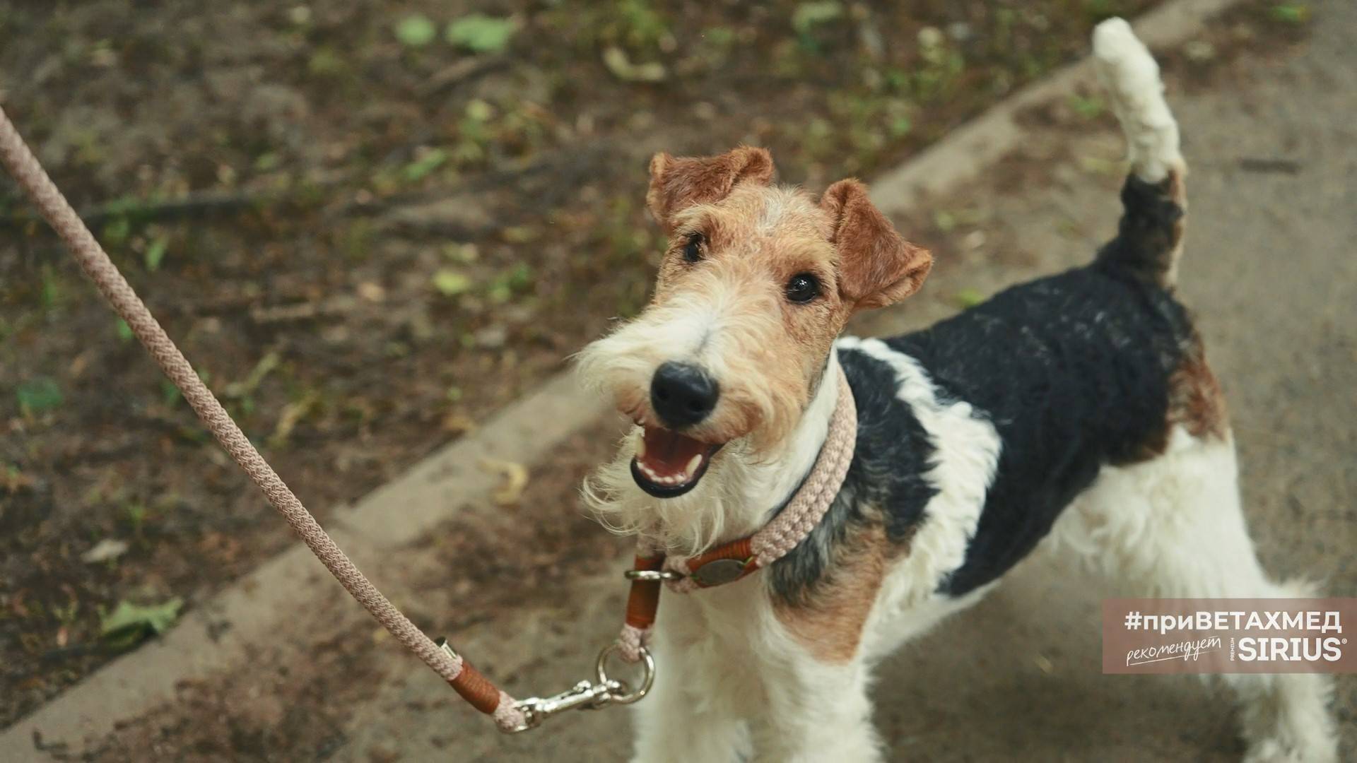 Груминг и хендлинг фокстерьера // #приВЕТАХМЕД