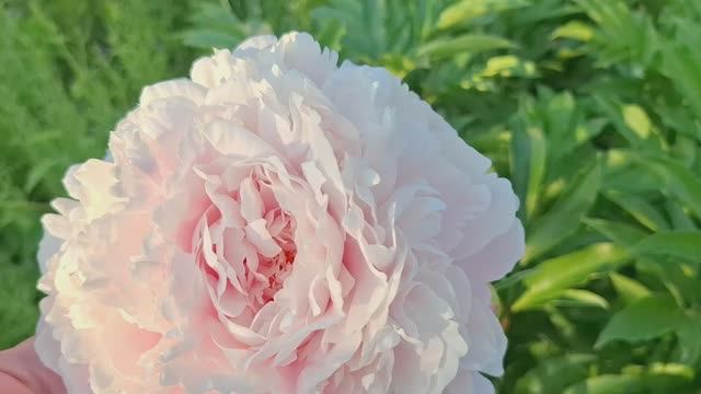 МНОГОЛЕТНИКИ ИЗ СВЕТОФОРА.НЕ ОЖИДАЛА ТАКОГО