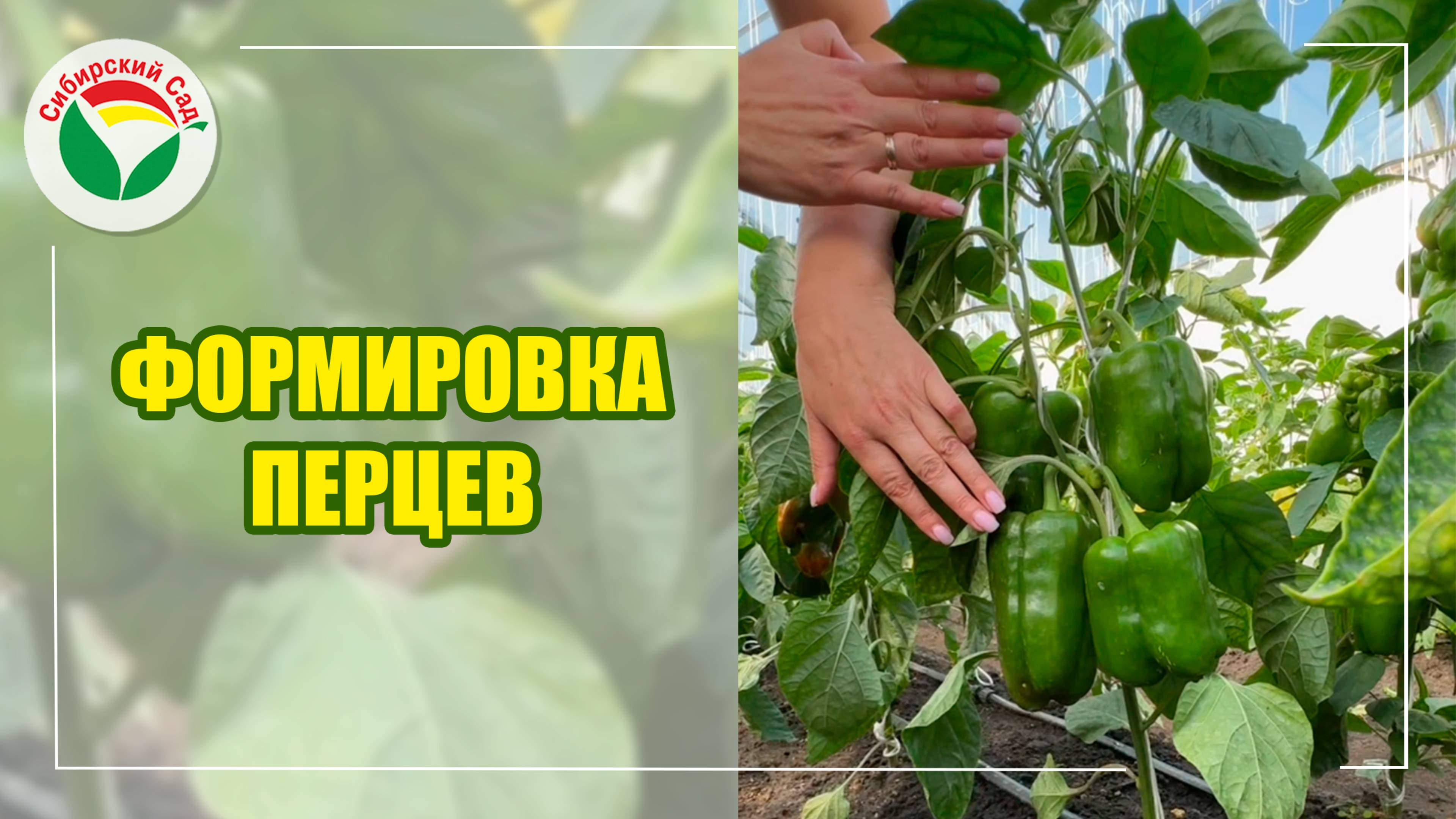 Формировка перцев