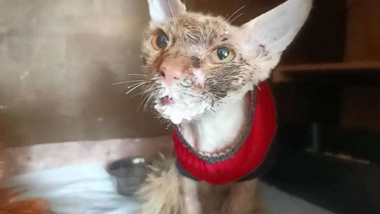 Князю сняли скобы