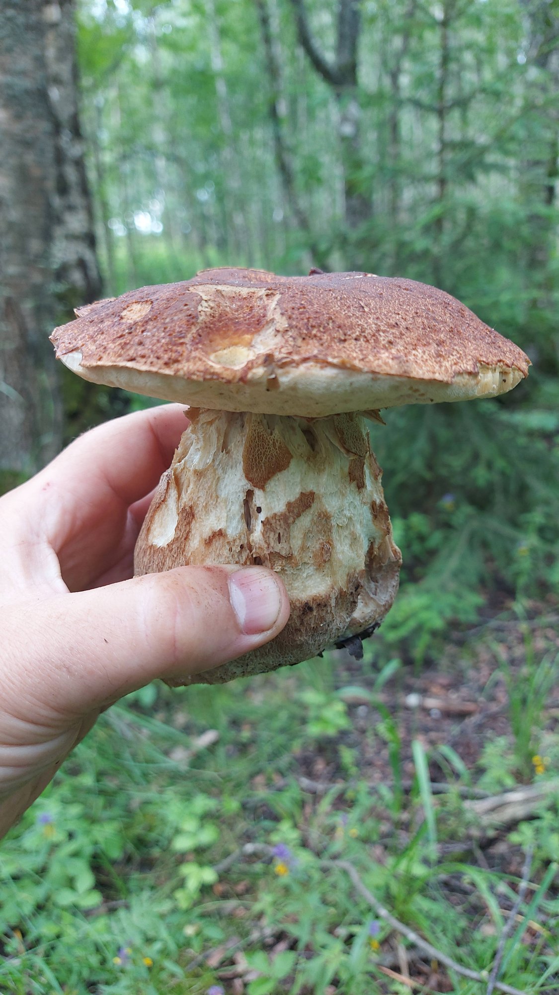 ❗️ЖИРНЫЕ ГРИБЫ БОРОВИКИ ПОПЁРЛИ В ПОДМОСКОВЬЕ 25 ИЮНЯ 2025🌳🍄🌲