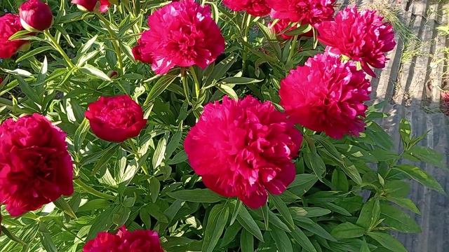 СОЛНЕЧНОЕ УТРО В МОЁМ САДУ.