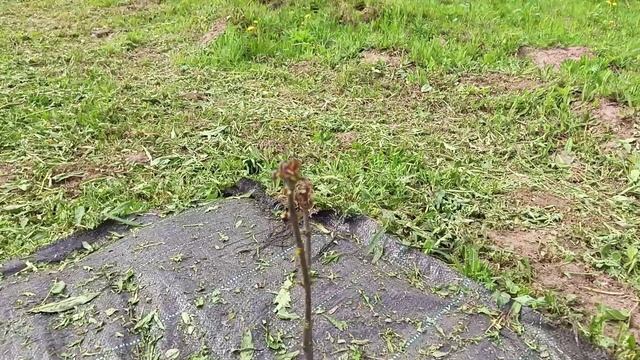 Бархат Амурский и Эводия Даниэля на 17 мая 2025 года