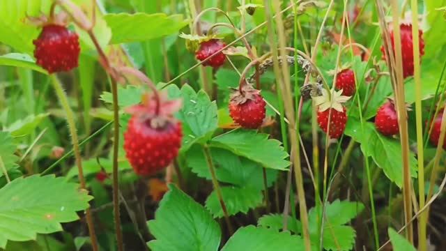 Лето яркое, земляничное , ароматное .