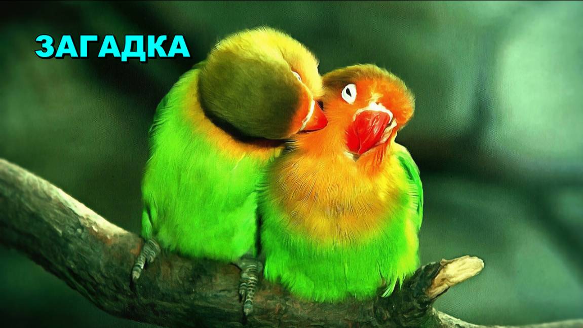 Летят два попугая, один зелёный, другой на север 🧭 Решение загадки