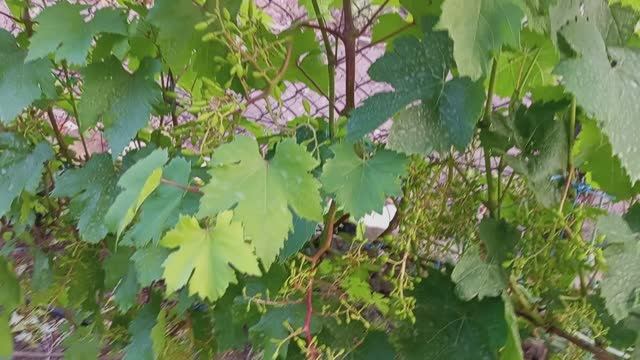 почему нельзя удалять кисти винограда до цветения