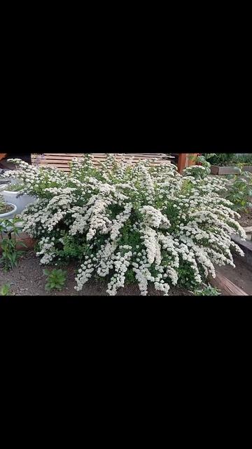 СПИРЕЯ НИППОНСКАЯ. СНОУ МАУНД.