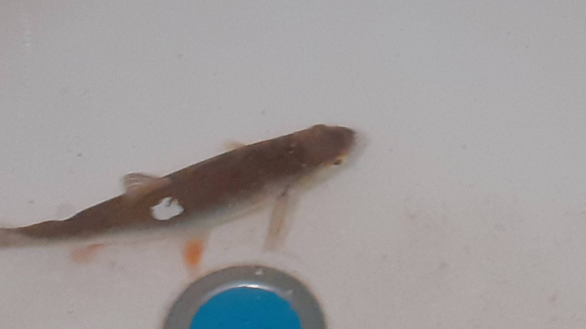 Приманка для рыбы в  виде кукурузы.