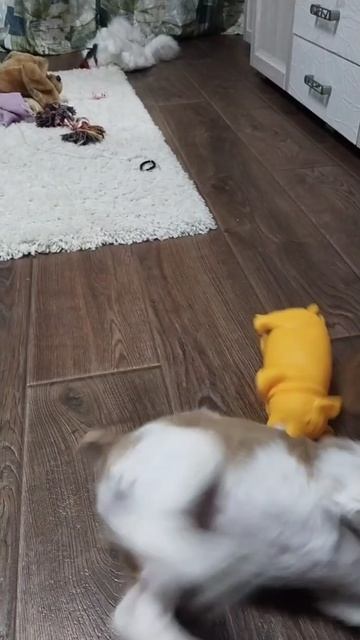 моя шпана🐕