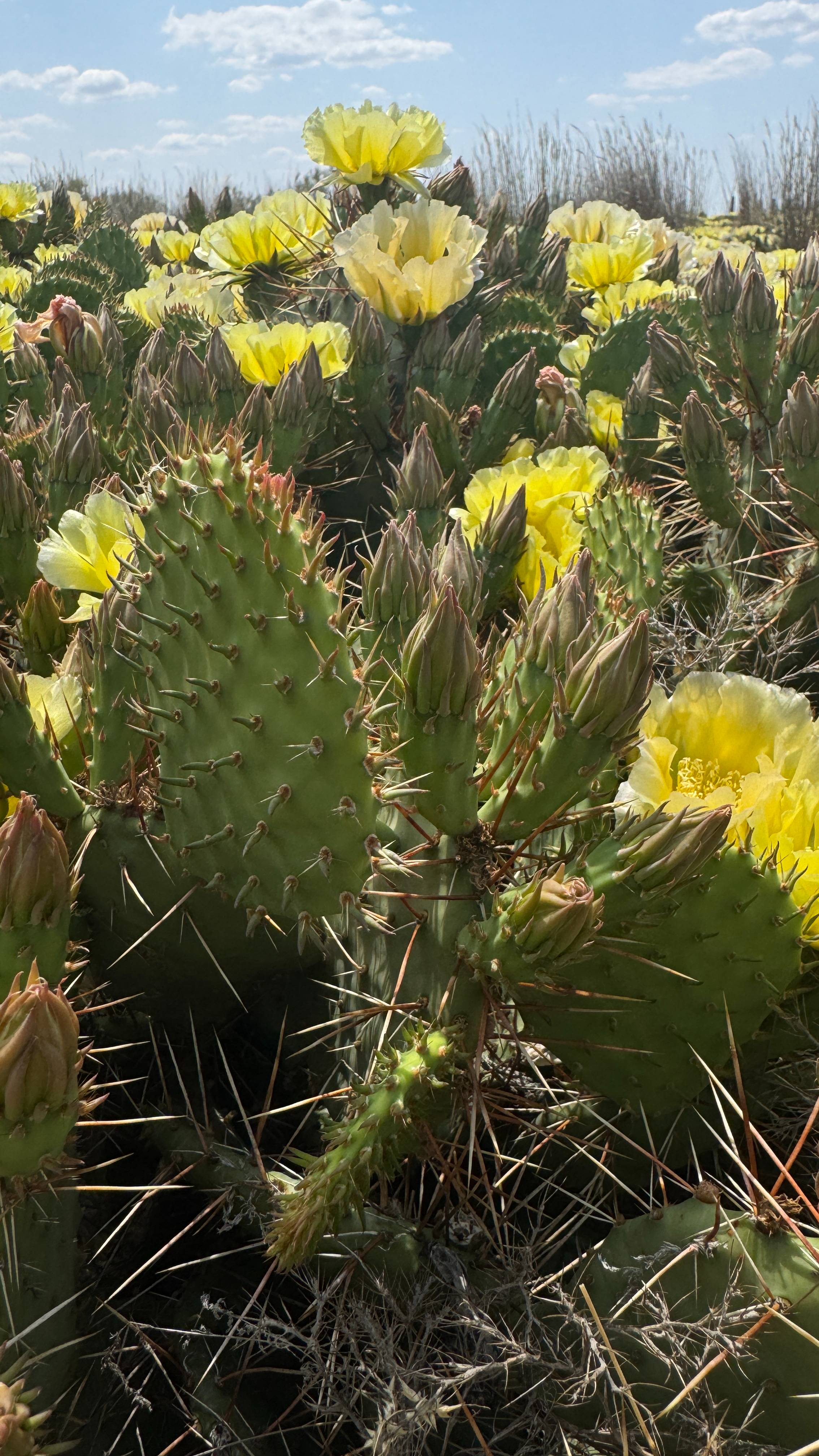 В Астраханской области раз в году пышным желтым цветом цветут кактусы опунции