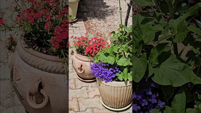 Зарисовки моего прекрасного сада.