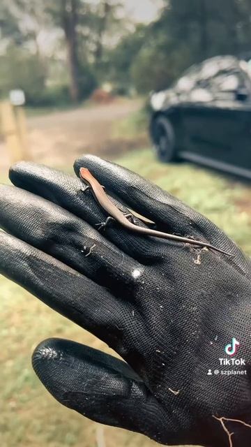 Ящерице понравилась перчатка