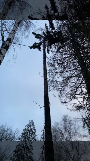 Спил макушки дерева в курортном районе Комарово