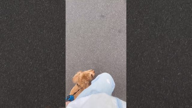 План ежегодной вакцинации Абрикоса выполнен