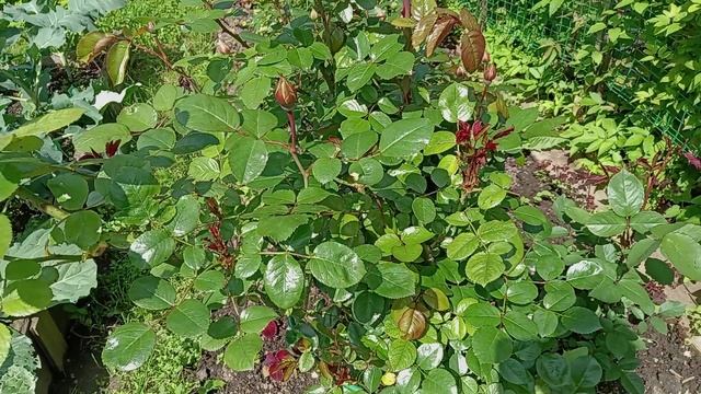 ПРОБЕЖКА ПО ИЮНЬСКОМУ ОГОРОДУ И САДУ.