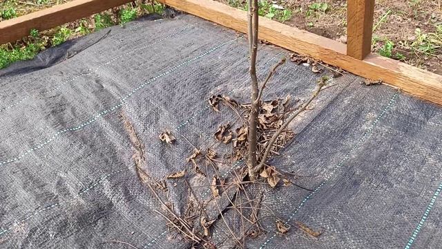 Бархат Амурский и Эводия Даниэля на 19 апреля 2025 года