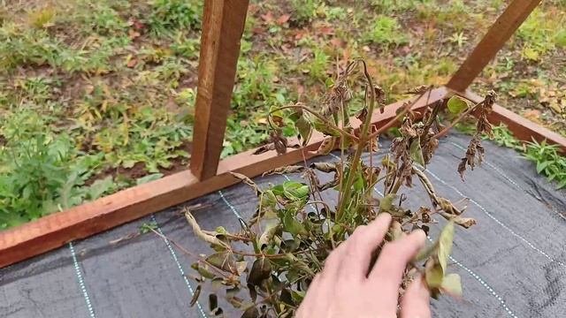 Укрытие на зиму. Бархат Амурский и Эводия Даниэля. 22 октября 2024