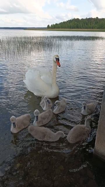 Турбаза Виштынец