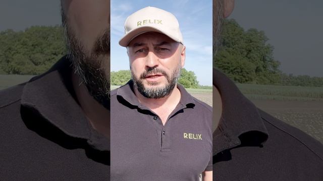 Как в полевых условиях производить подсчет густоты стояния подсолнечника