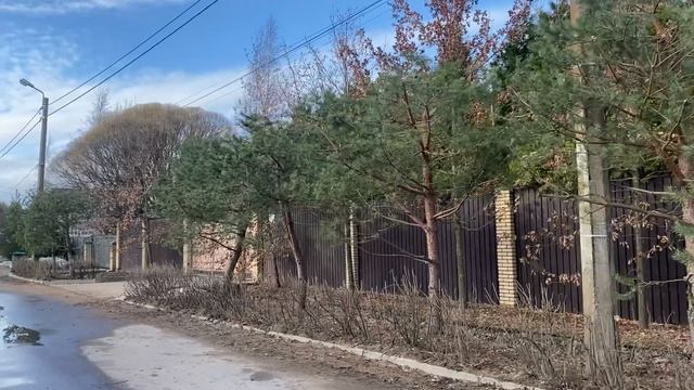 Формировочная обрезка молодых сосен вдоль участка